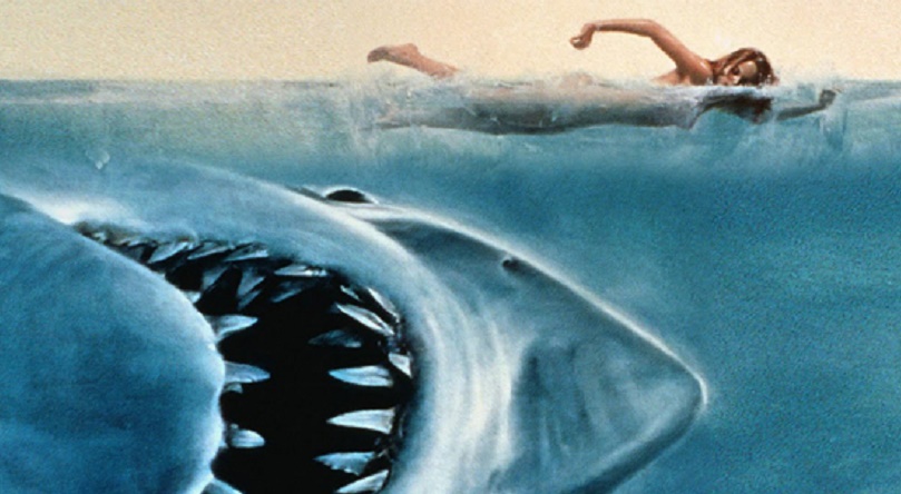 Lo squalo, il predatore del mare - Filovent Italia - Noleggio barche Lo squalo, il predatore del mare - Filovent Italia - Noleggio barche
